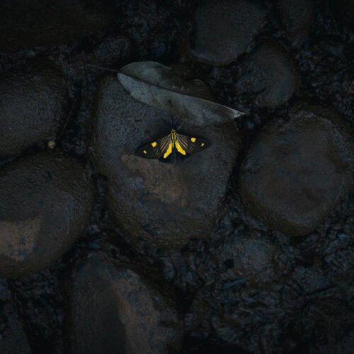 The Meaning of Change in Chrysalis - Temple of Chrysalis